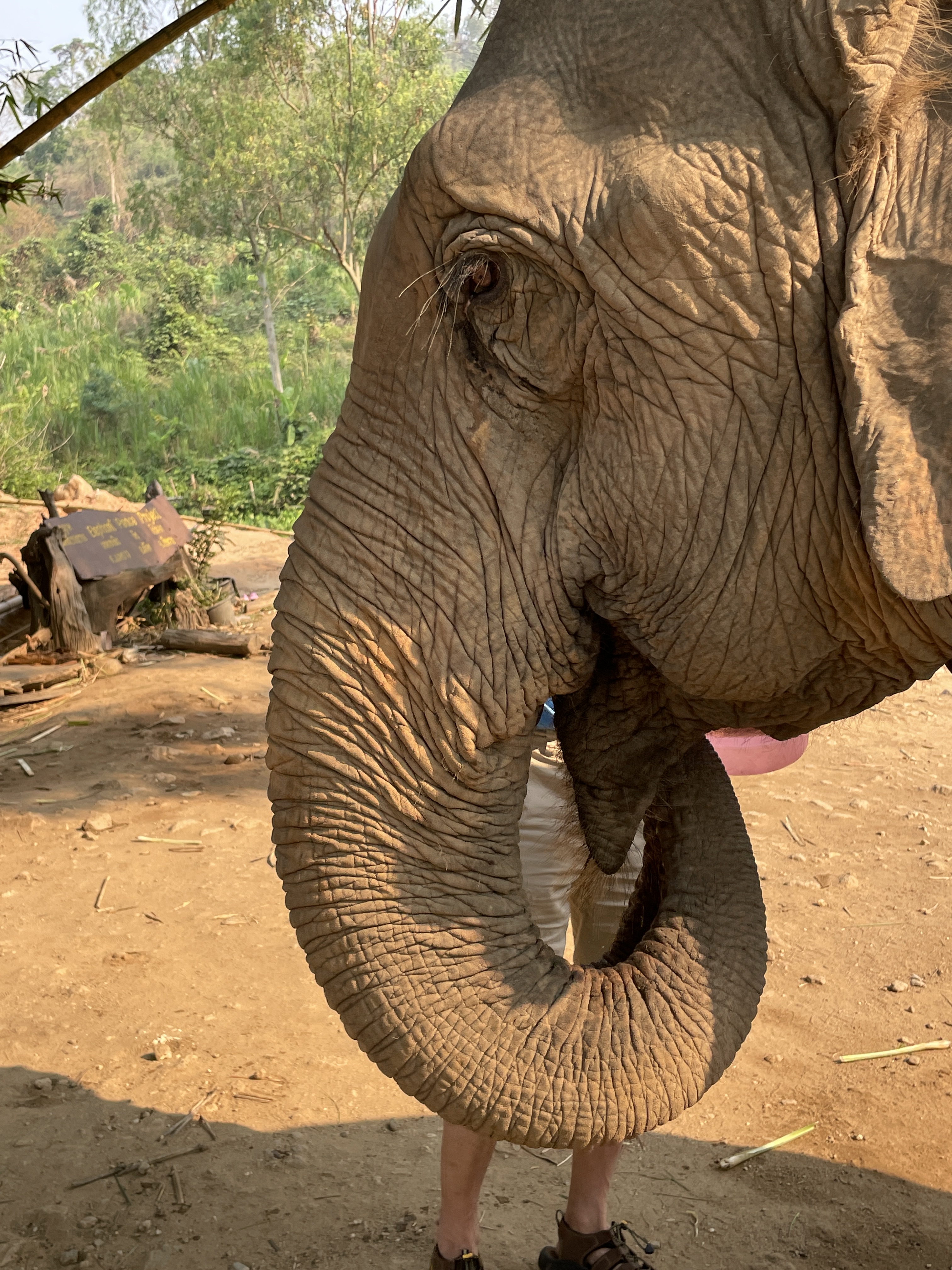 Elephant Peace Project-Chiang Rai, Thailand – You Should Be A Traveling ...