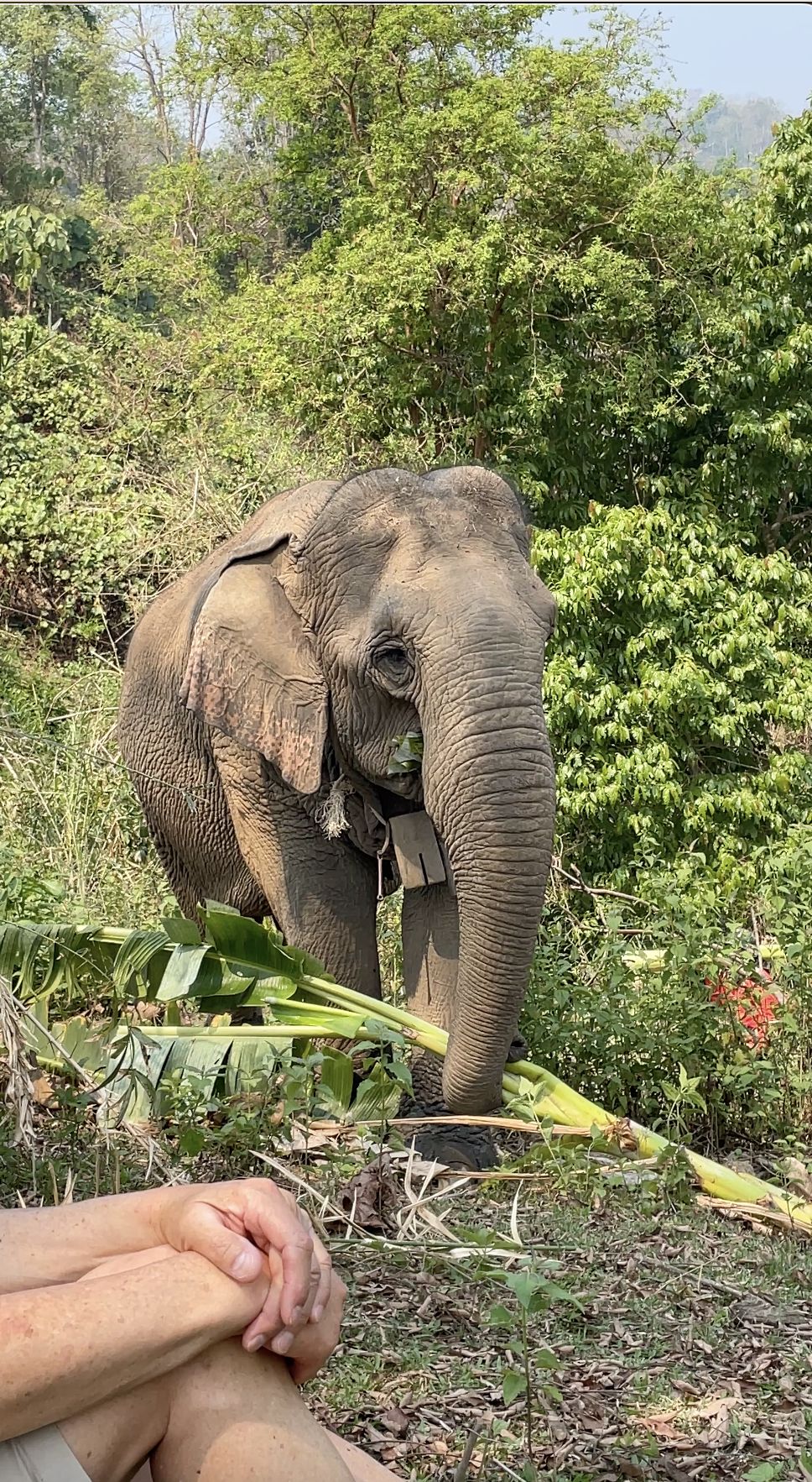 Elephant Peace Project-Chiang Rai, Thailand – You Should Be A Traveling ...